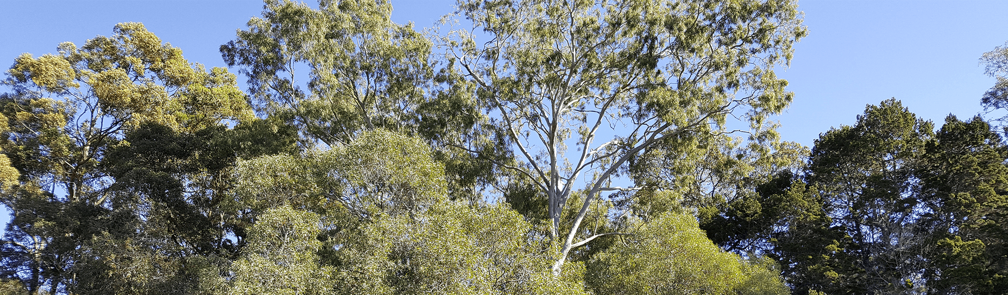 Grantham State School